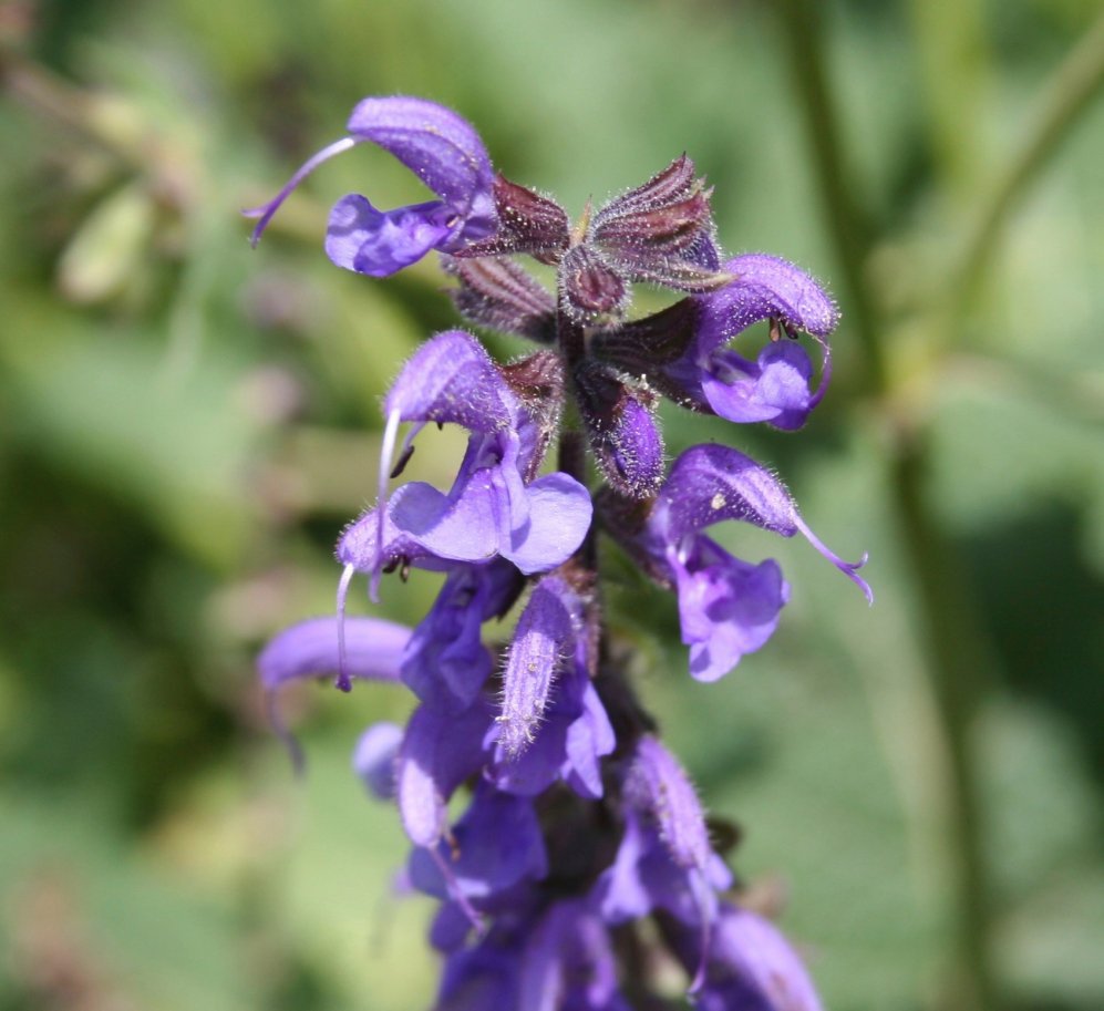 Stage "A la découverte des plantes de montagne, médicinales et ...